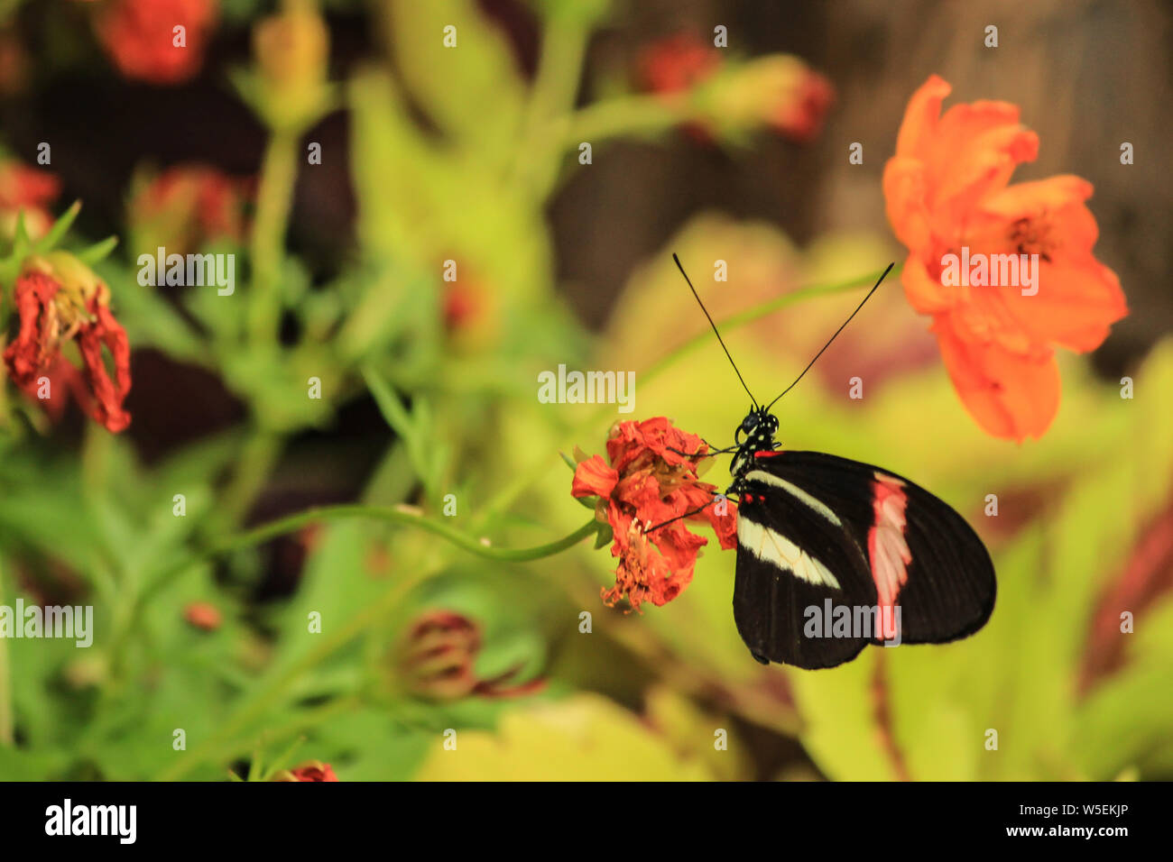 Side view of butterfly hi-res stock photography and images - Alamy
