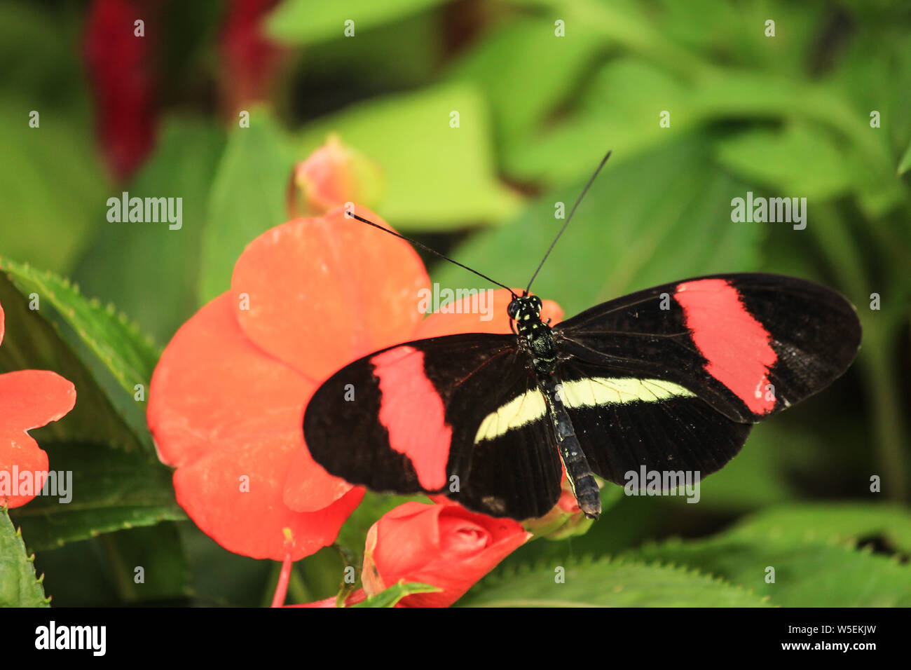 Heliconius melpomene, the postman butterfly feeding on a wildflower ...
