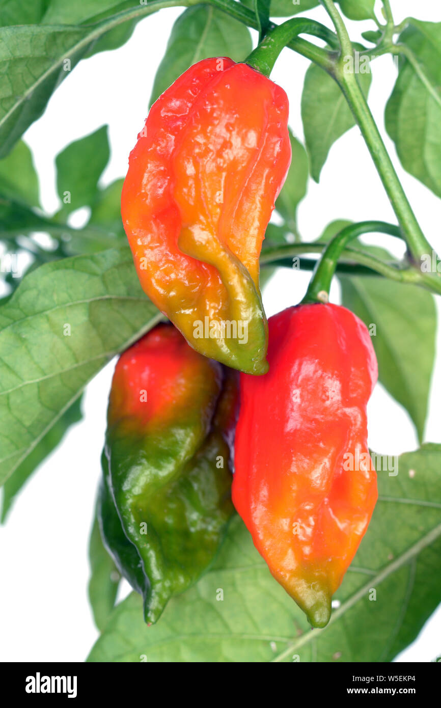 a branch bhut jolokia: hottest pepper on white background Stock Photo ...