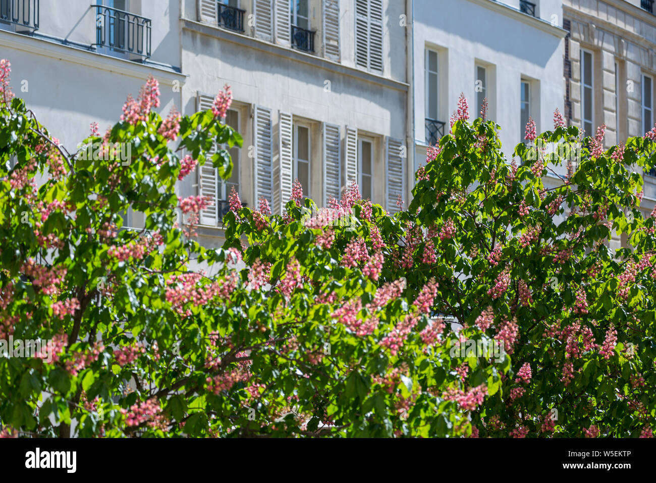 Pink chestnut tree blossoms in Place Dauphine, Paris, France Stock ...