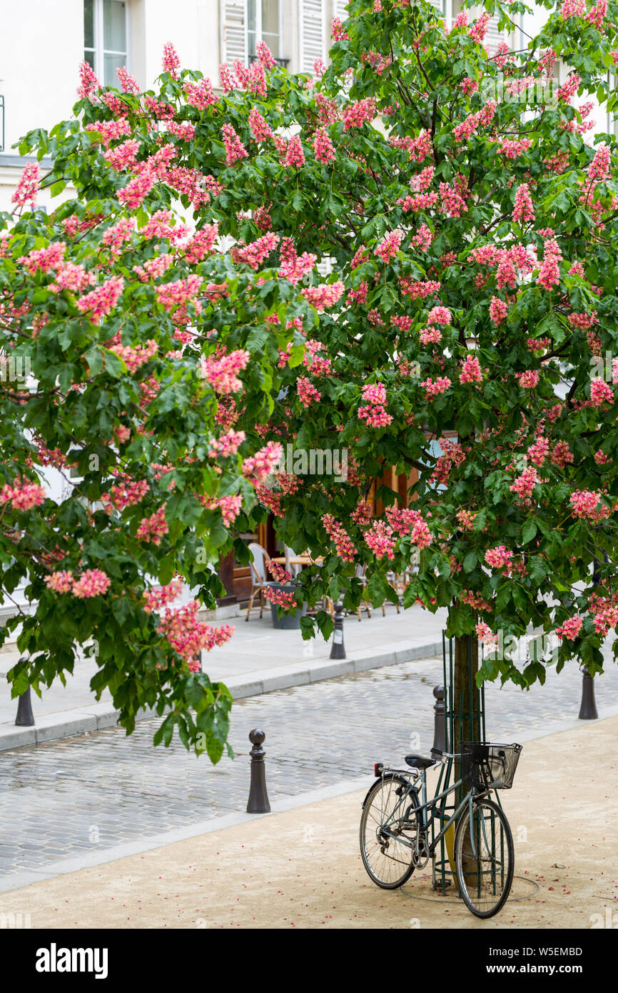 Pink chestnut tree blossoms in Place Dauphine, Paris, France Stock ...