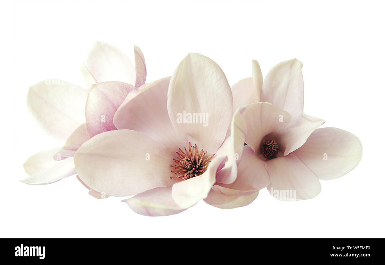 Magnolia blossom white flowers springtime Cut Out Stock Images ...