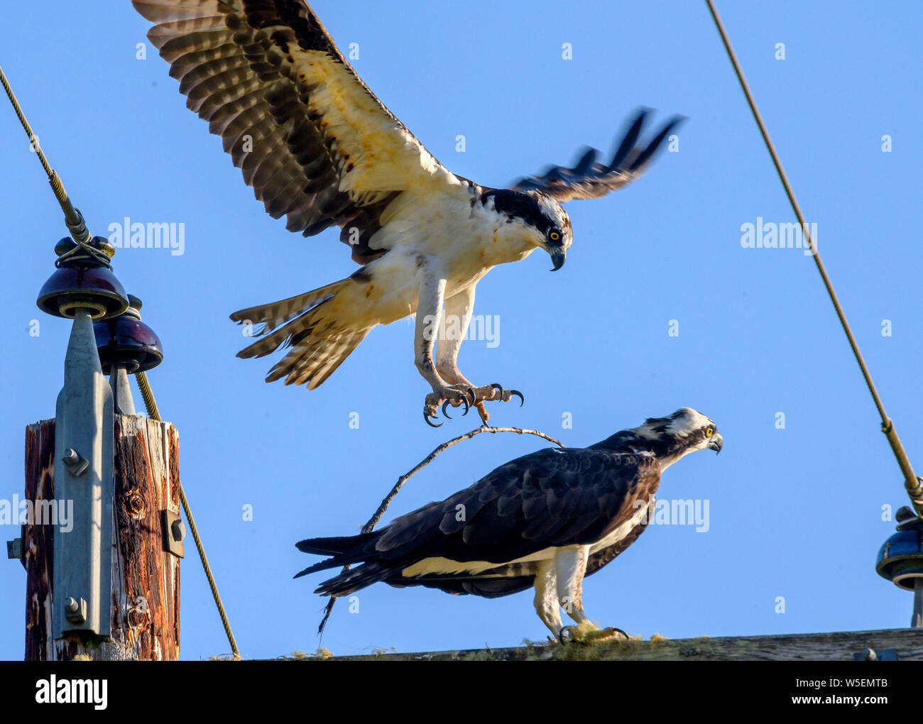 Elkton, Oregon, USA. 28th July, 2019. A pair of osprey begin the ...