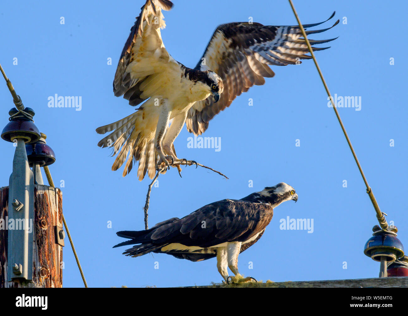 Osprey building a nest hi-res stock photography and images - Alamy
