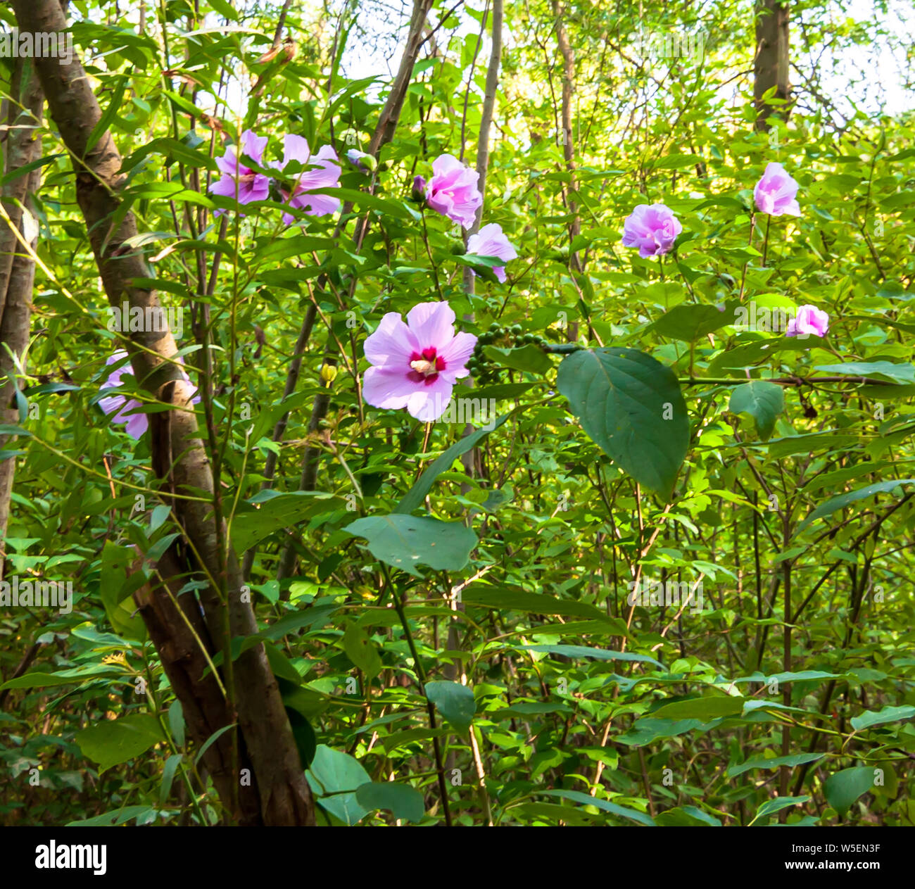 Pretty, pink wildflowers growing in Frick Park, Pittsburgh ...
