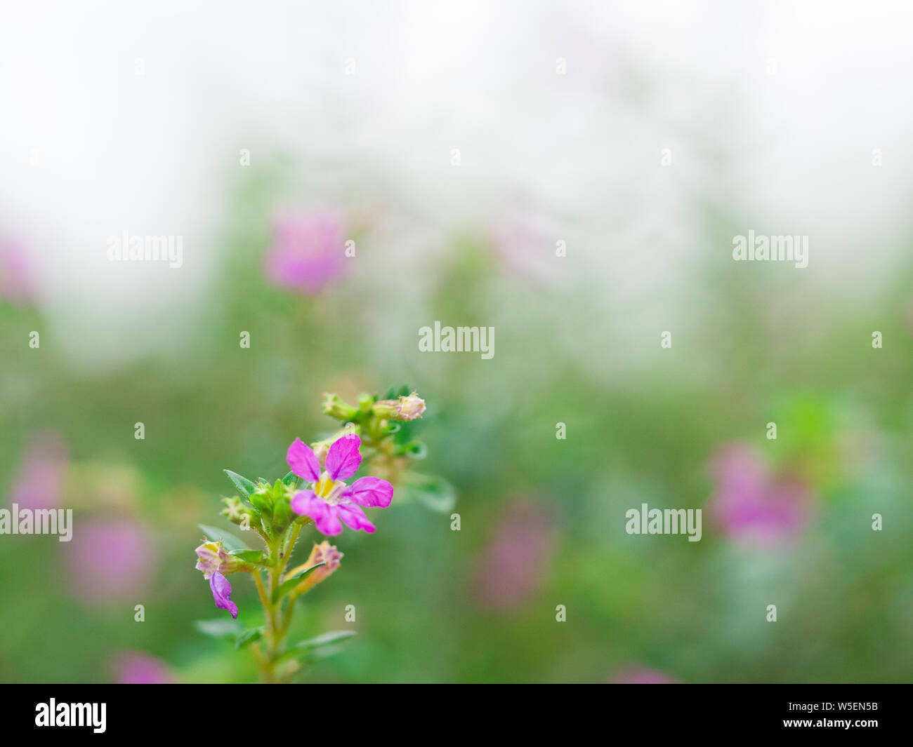 Cuphea hyssopifolia kunth hi-res stock photography and images - Alamy