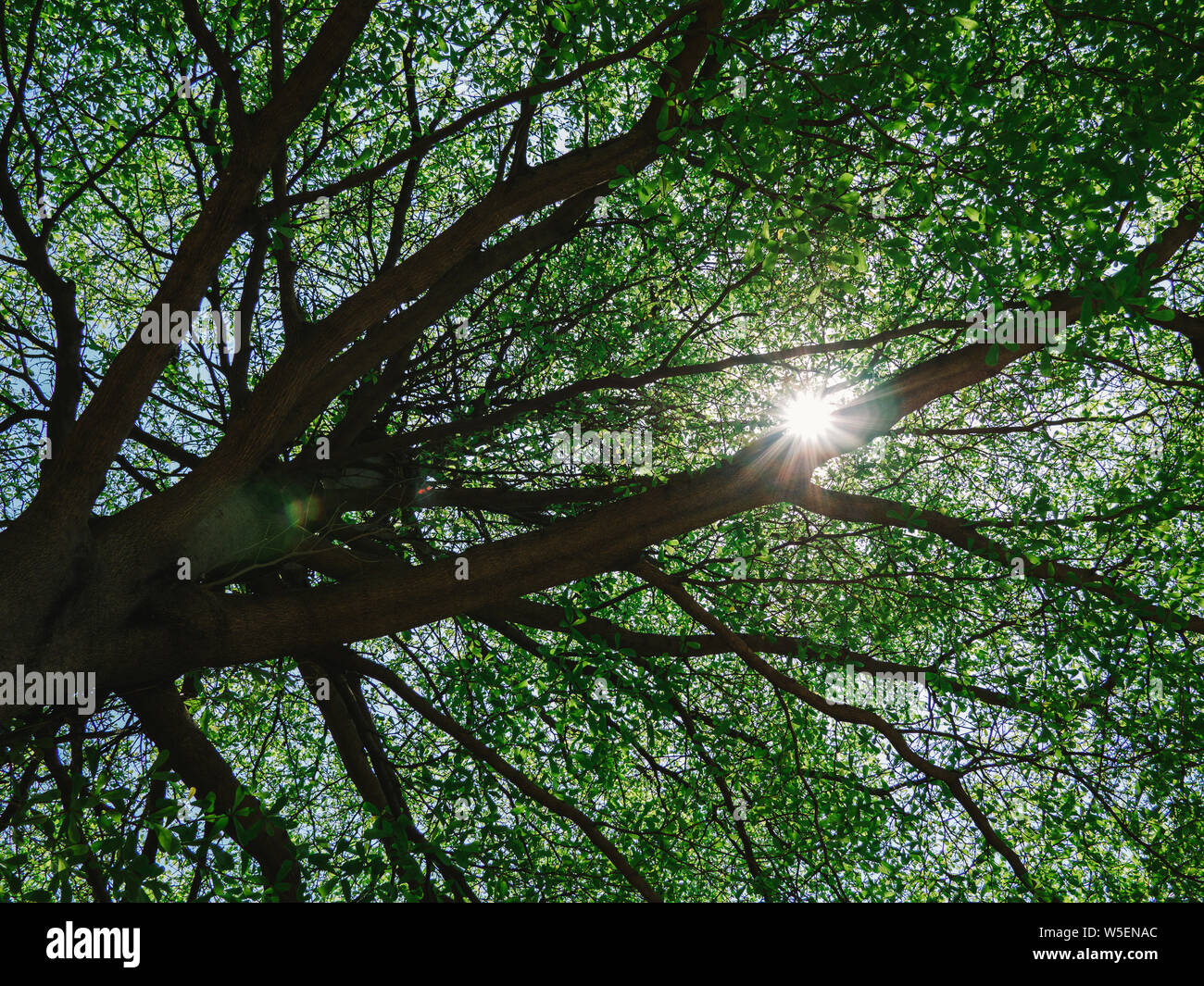 Under the tree With the sunlight, green leaves, nature background ...