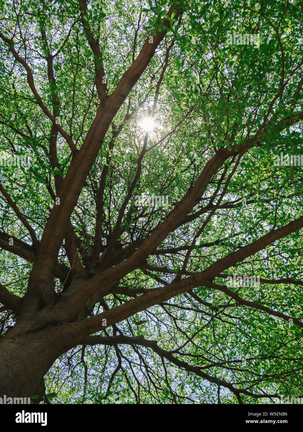 Under the tree With the sunlight, green leaves, nature background ...