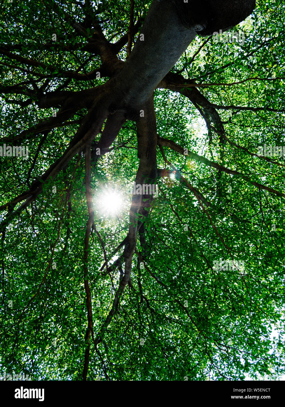 Under the tree With the sunlight, green leaves, nature background ...