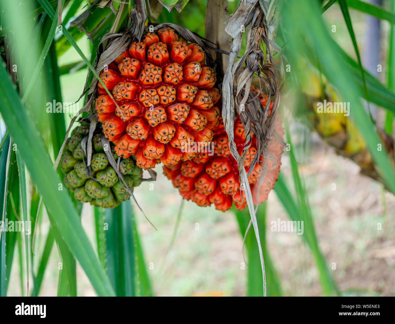 Hala plant hi-res stock photography and images - Alamy
