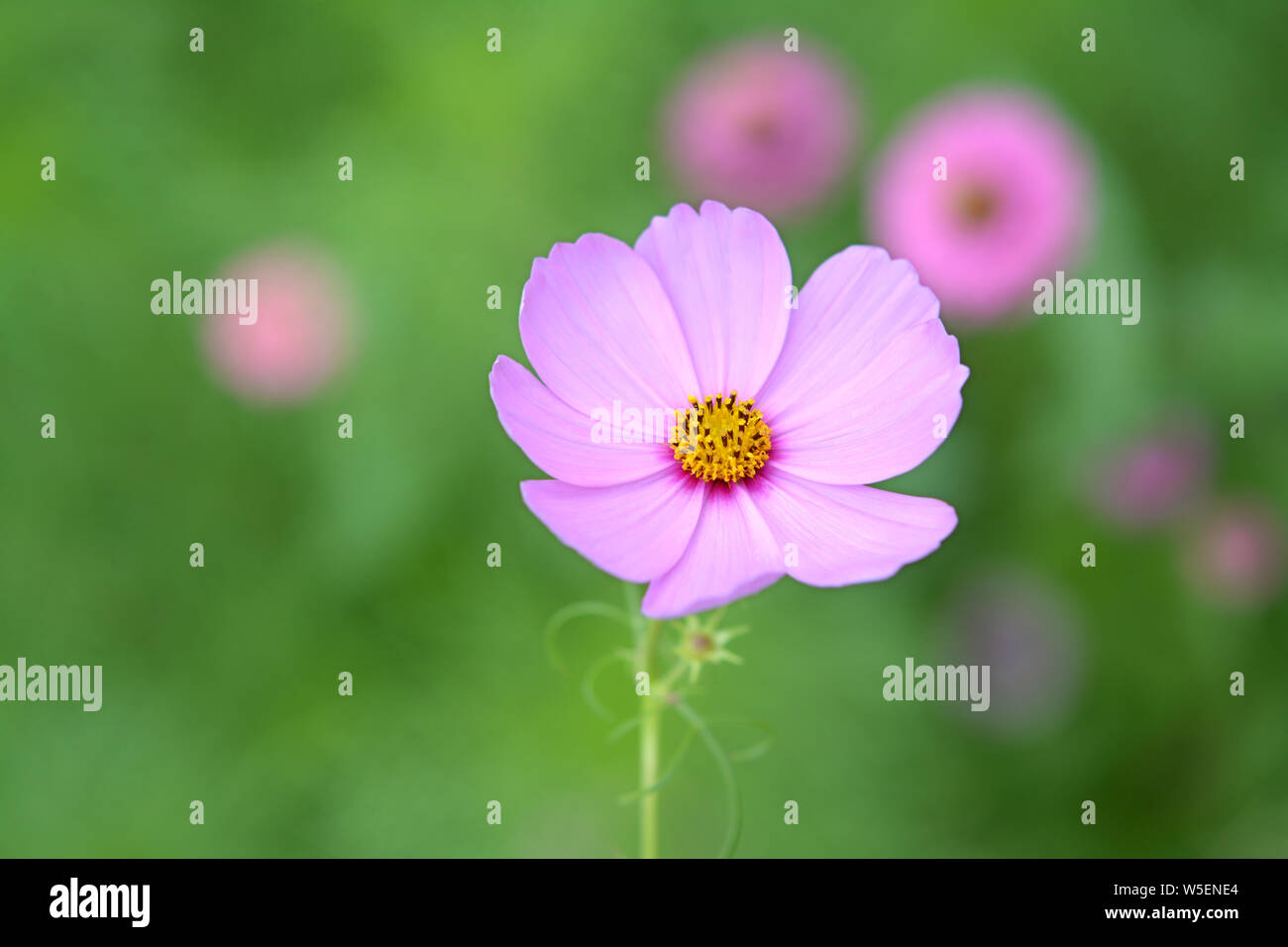 macro view of colorful bloom flower Cosmos bipinnatus in garden Stock ...