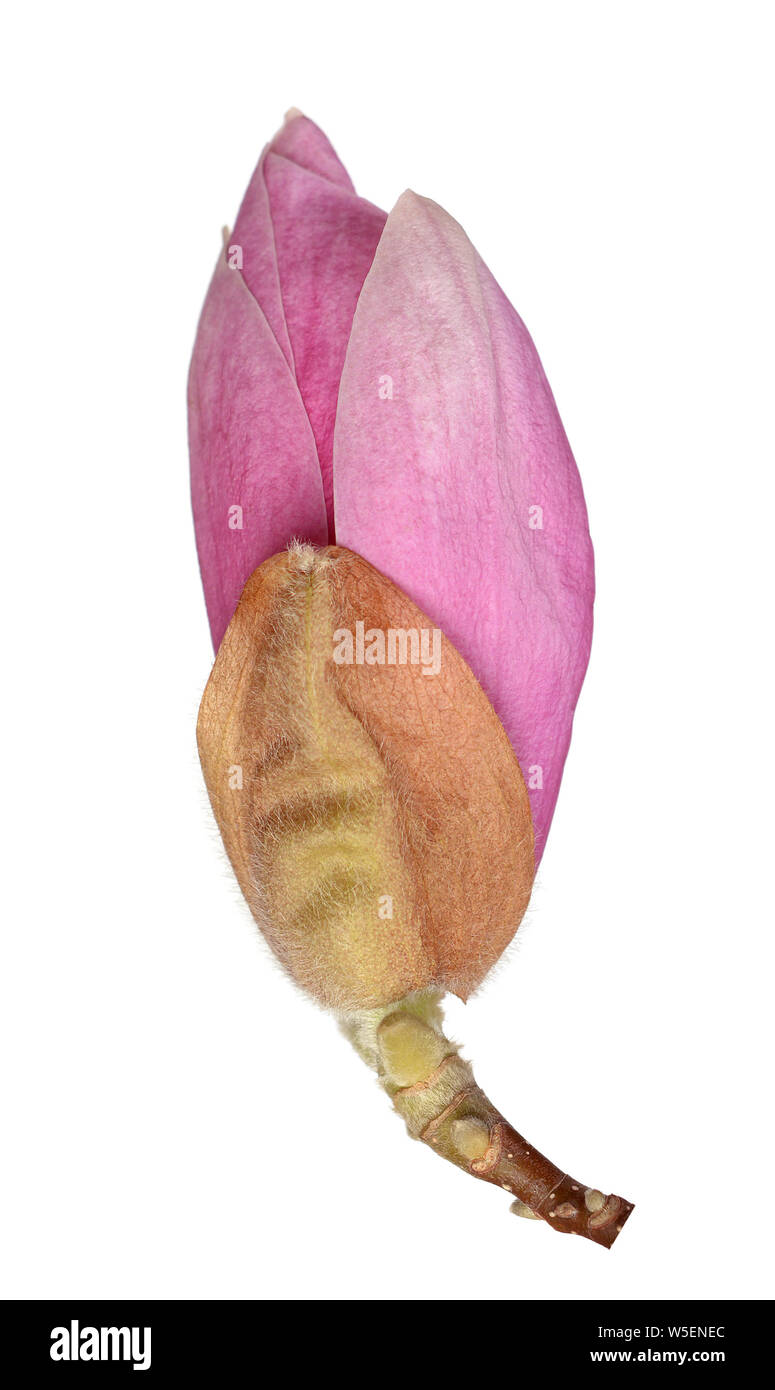 single magnolia bulb isolated on white background Stock Photo - Alamy