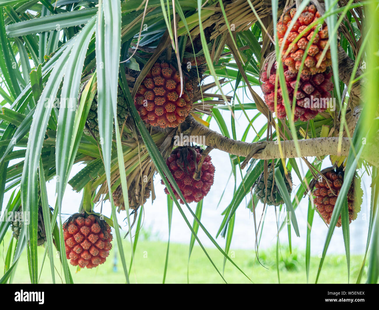 Beautiful tropical plant Pandanus tectorius,Big, red fruit of Pandanus ...