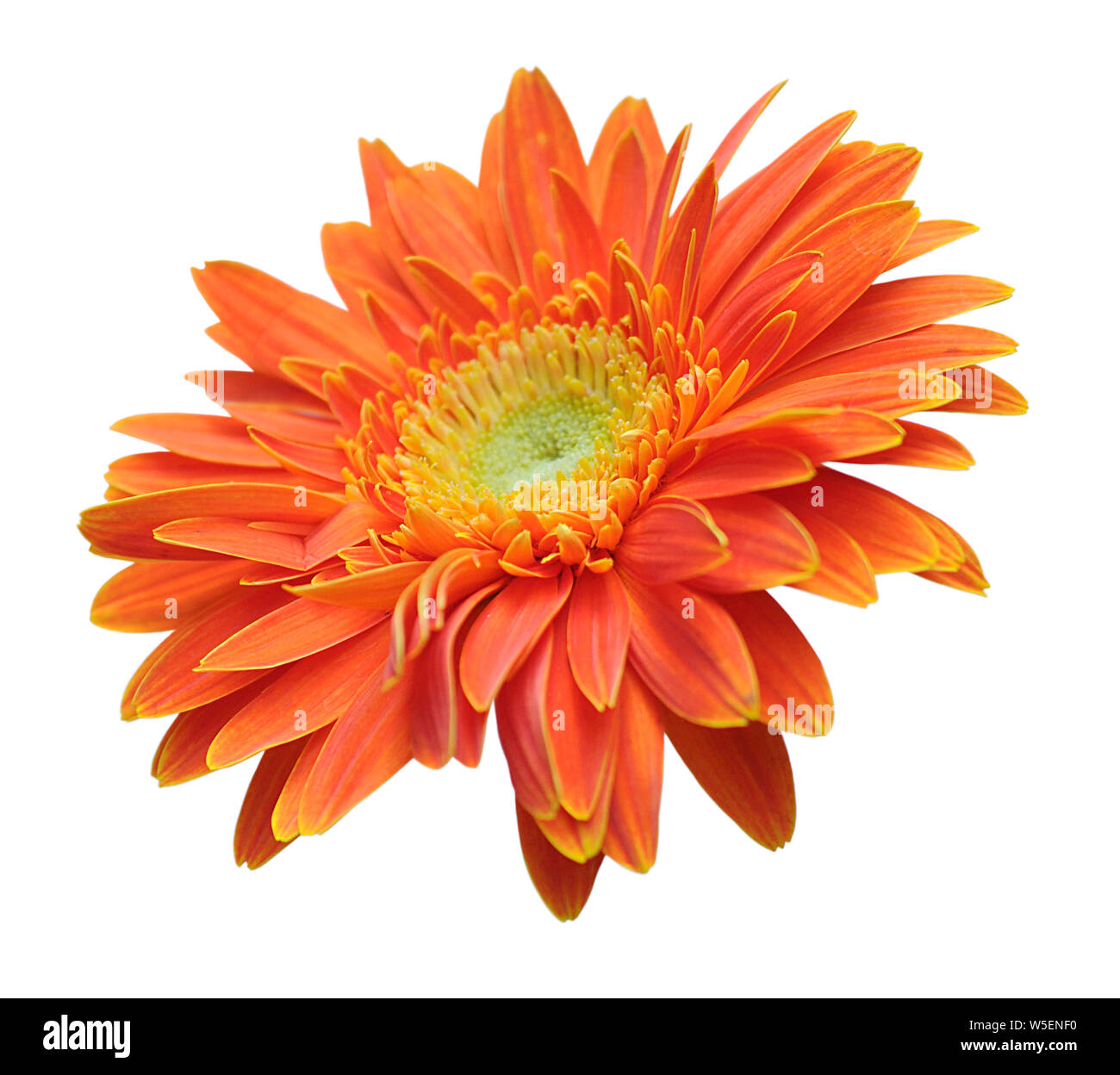 orange gerbera isolated on white background Stock Photo - Alamy