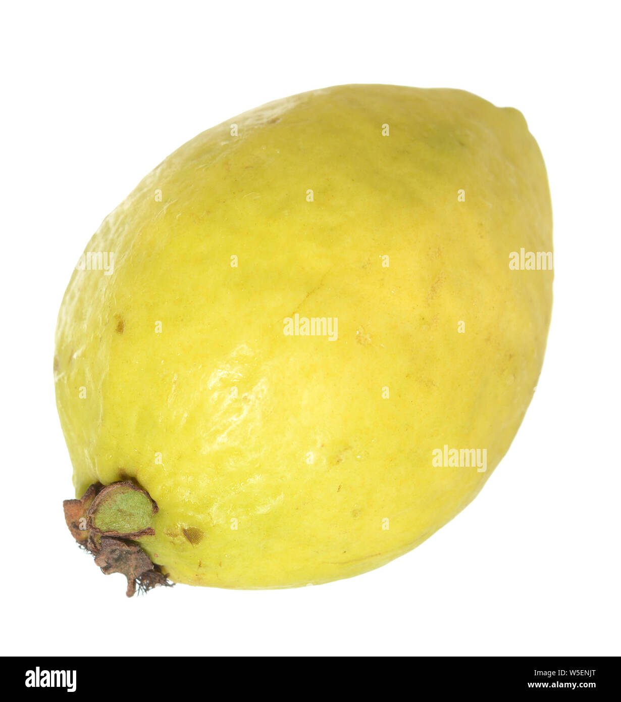 fresh single guava isolated on white background Stock Photo - Alamy