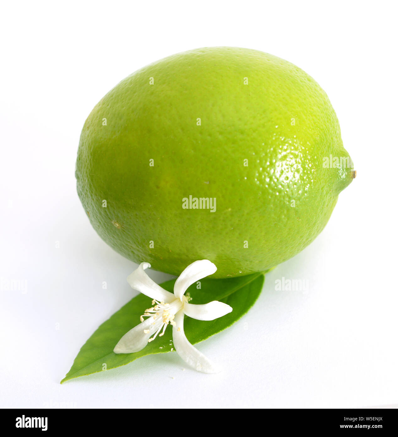 lemon, leave and flower on white background Stock Photo - Alamy