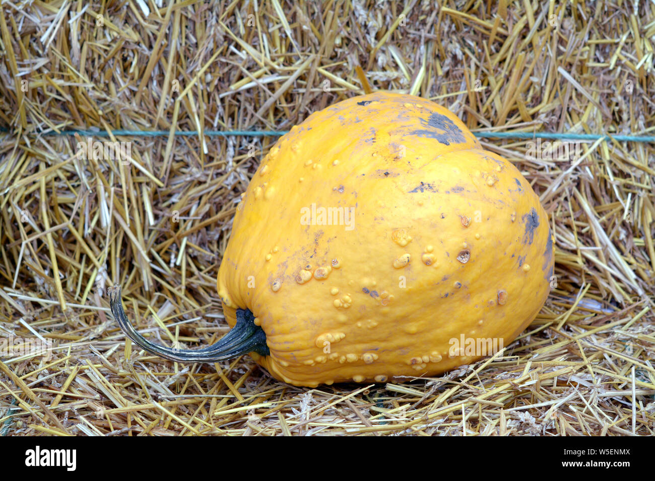 a giant yellow bumpy gourd with hay at market place Stock Photo - Alamy
