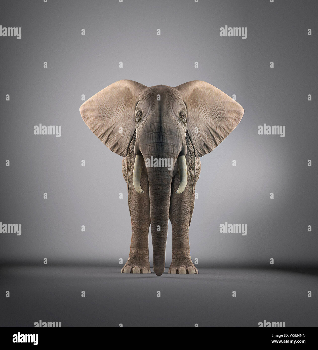 Elephant posing hi-res stock photography and images - Alamy