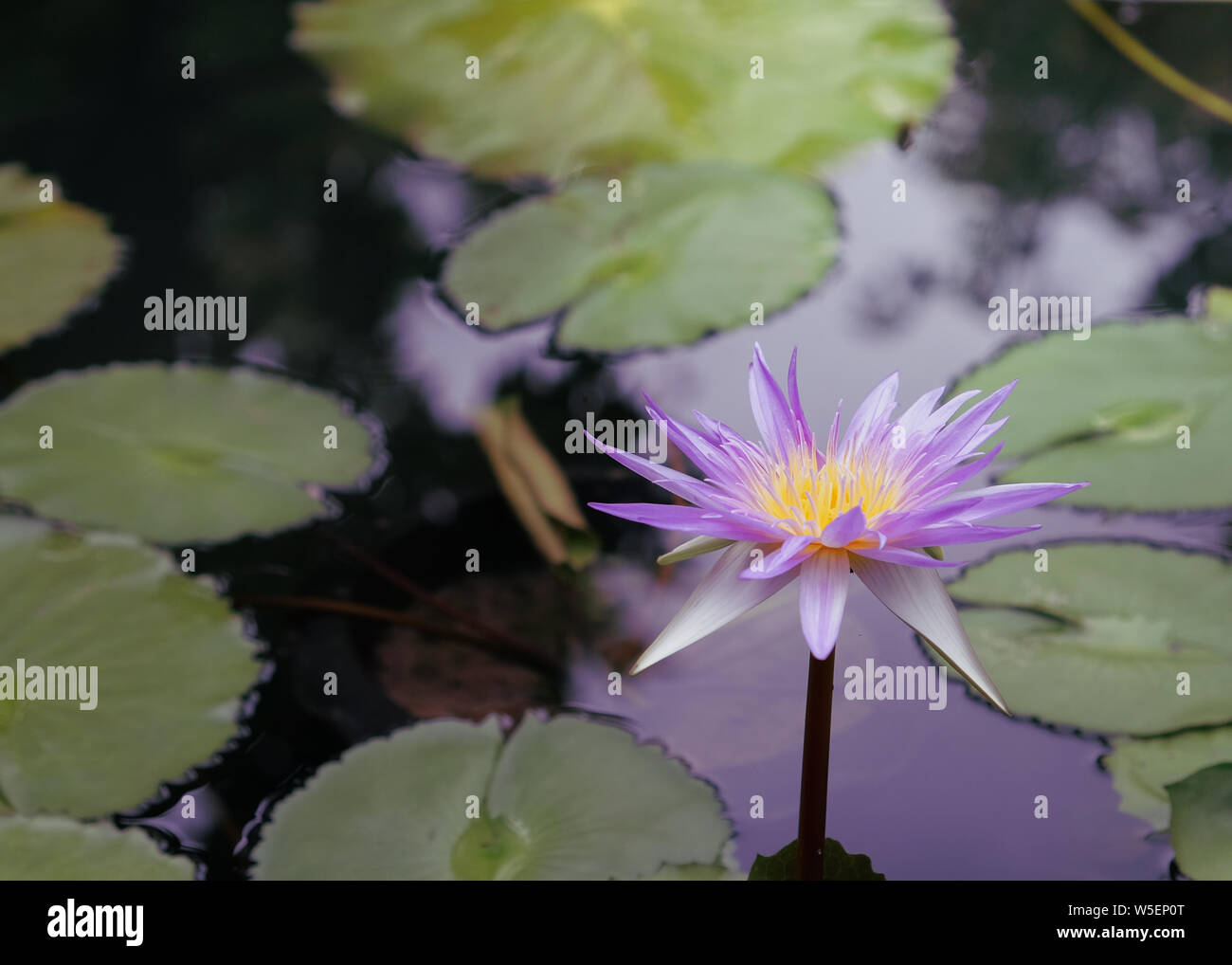 Lotus in ponds hi-res stock photography and images - Alamy