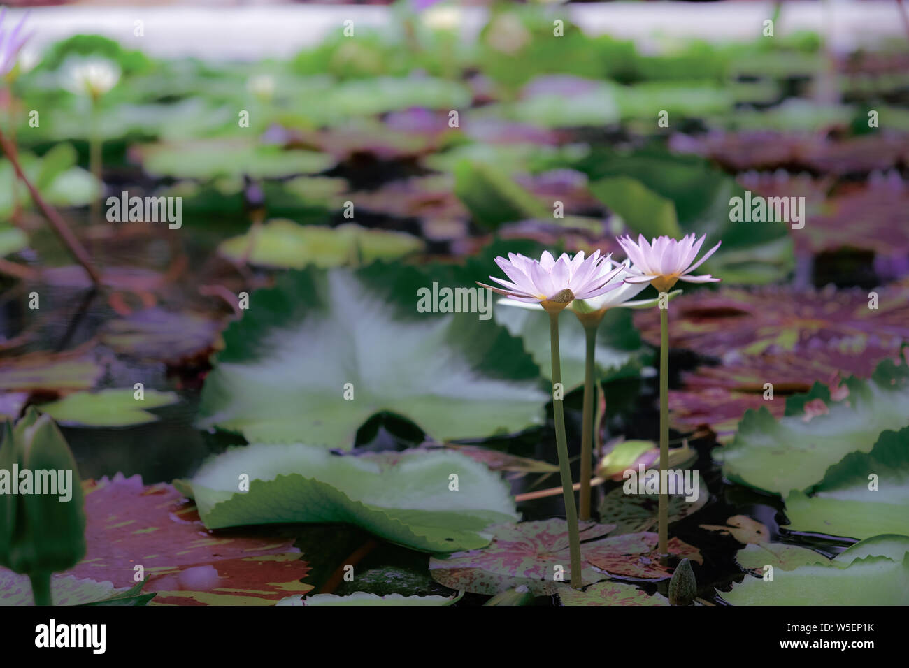 Lotus flowers or waterlily in natural ponds Stock Photo - Alamy