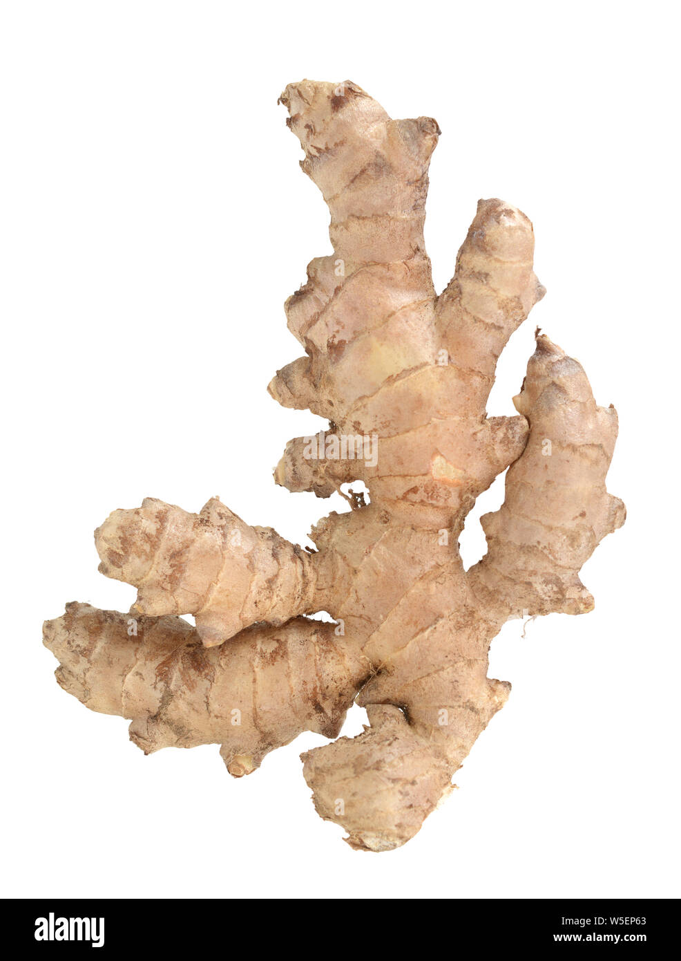 a branch fresh ginger isolated on white background Stock Photo - Alamy