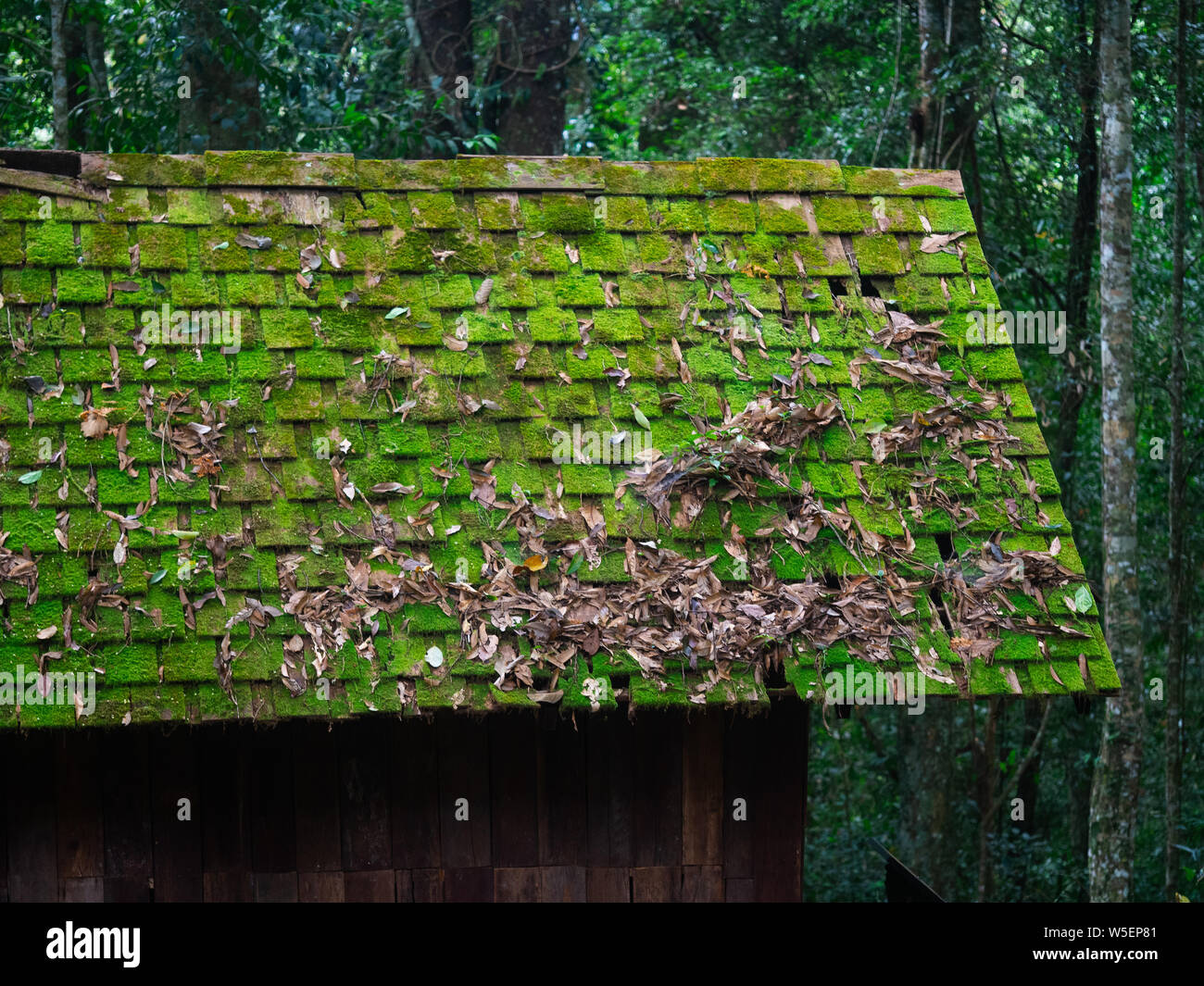 Old roof house with moss covered Stock Photo - Alamy