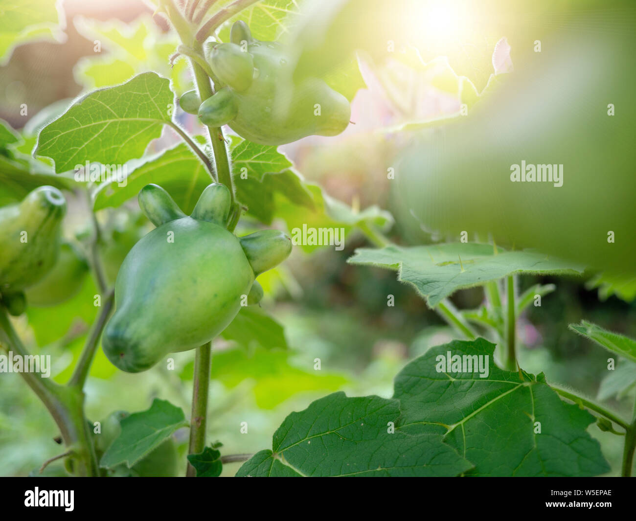 nipplefruit, titty fruit, cow's udder, apple of Sodom, Singgle of green ...