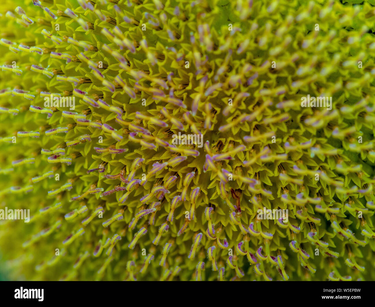 Sunflower pollen close-up Stock Photo - Alamy