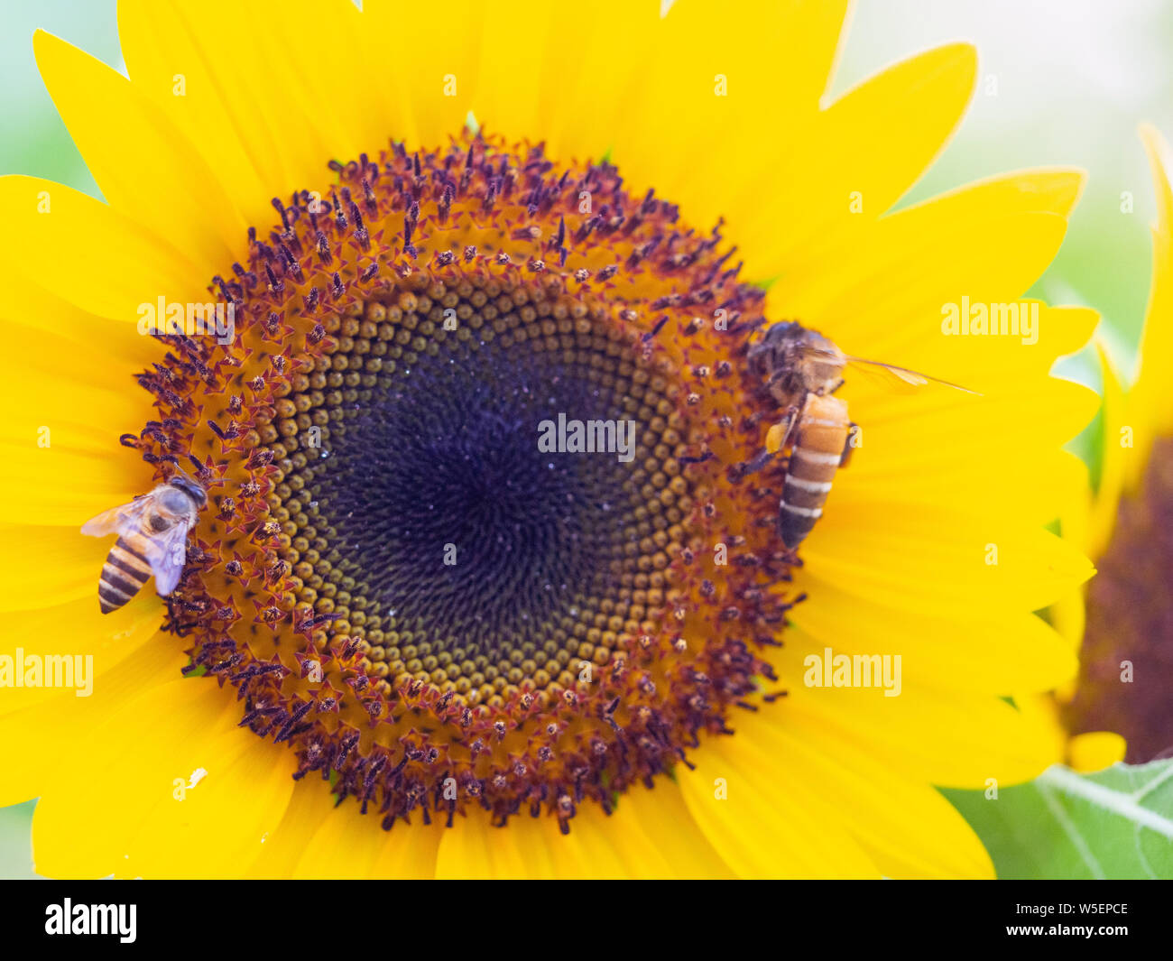Bees bumblebee on sunflower field hi-res stock photography and images ...