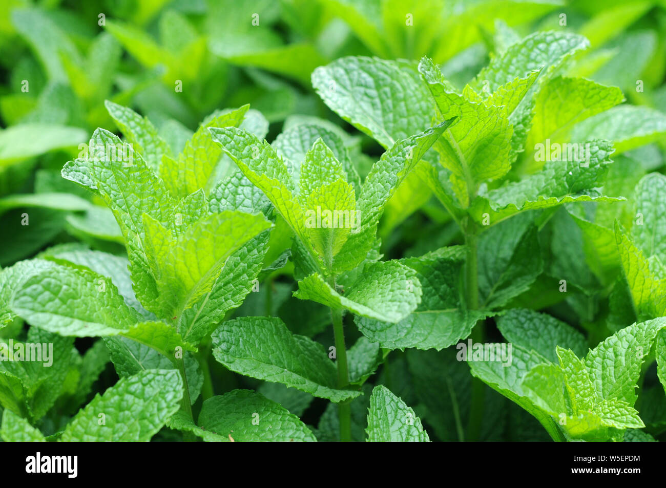 Peppermint trees hi-res stock photography and images - Alamy