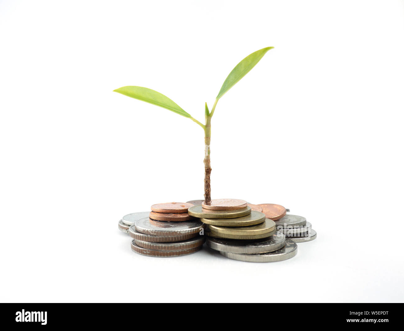 trees growing on coins, saving, growth, economic concept Stock Photo ...