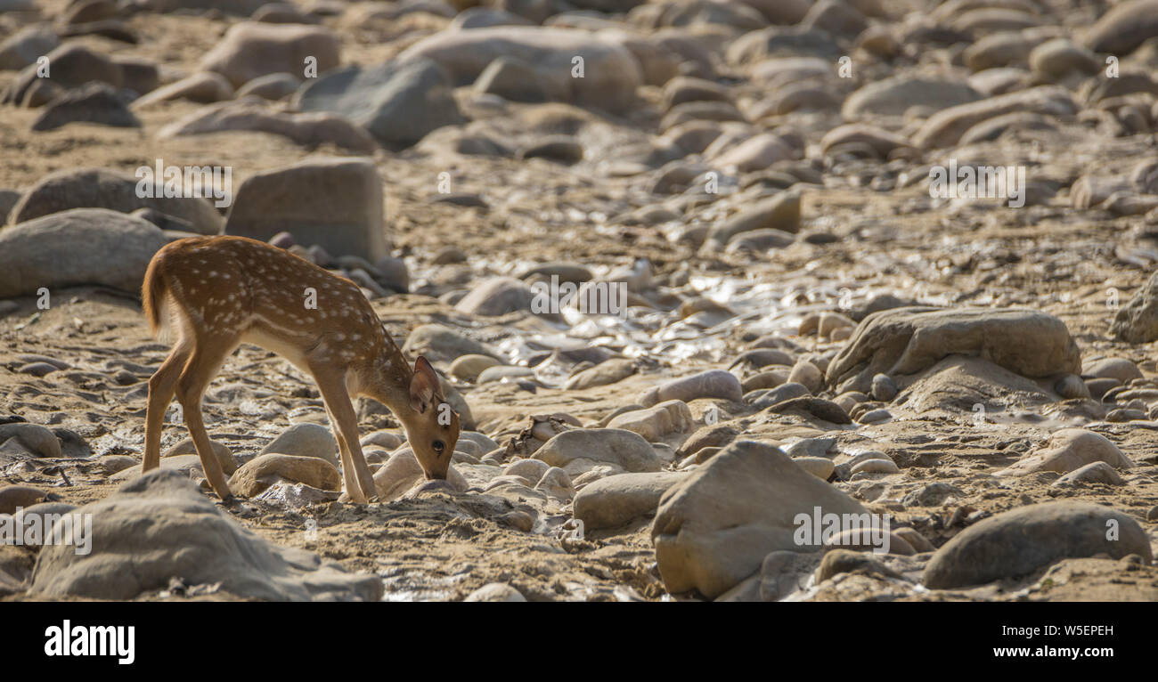 The baby chital or cheetal, also known as spotted deer or axis deer is ...