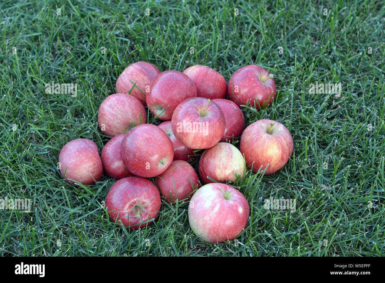 fresh gala apples on lawn on daytime Stock Photo - Alamy