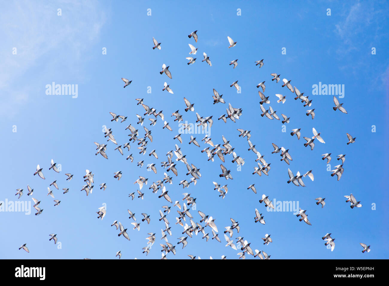 flock of speed racing pigeon flying against beautiful clear blue sky ...