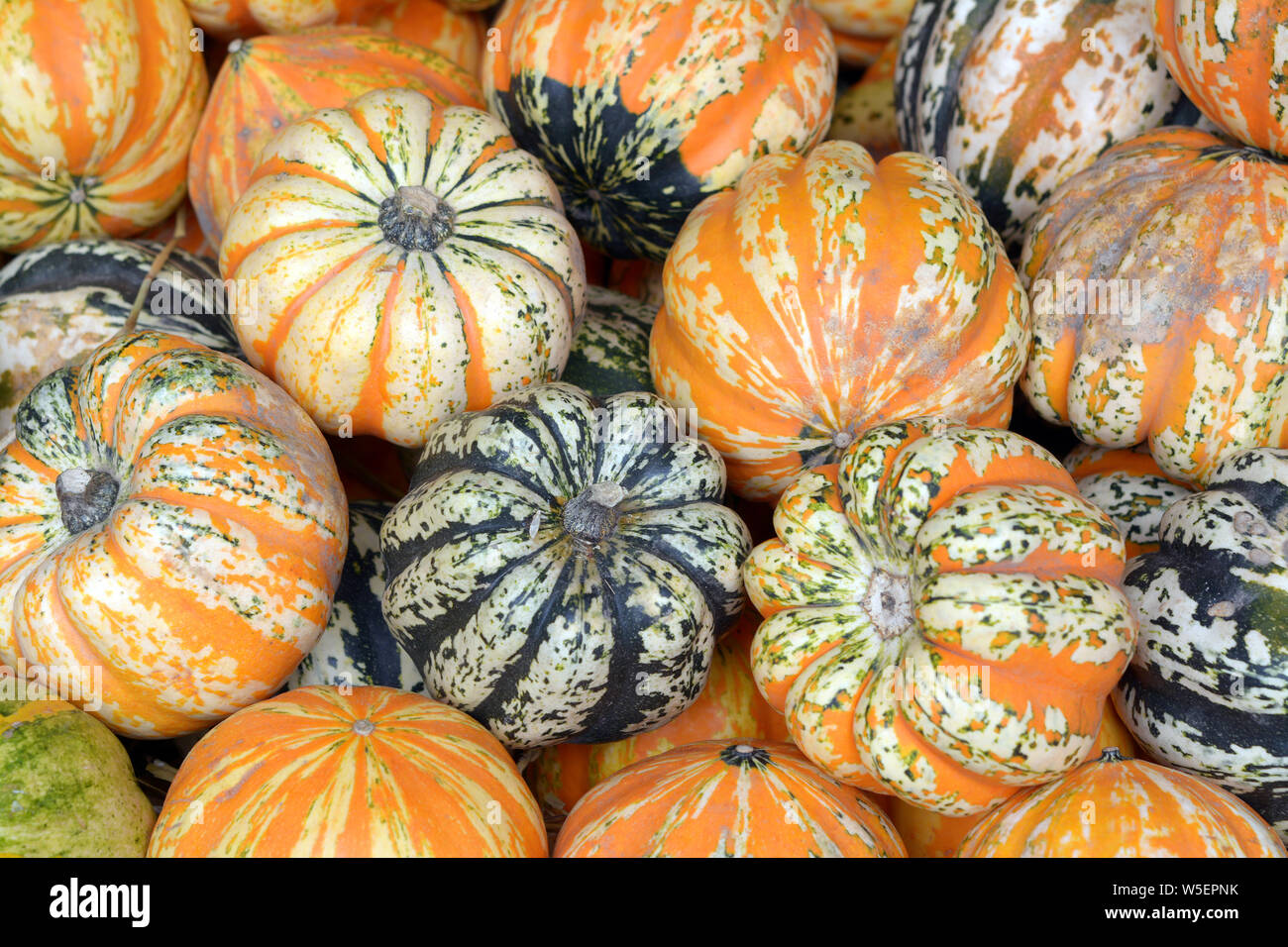 Giant pumpkin variety hi-res stock photography and images - Alamy