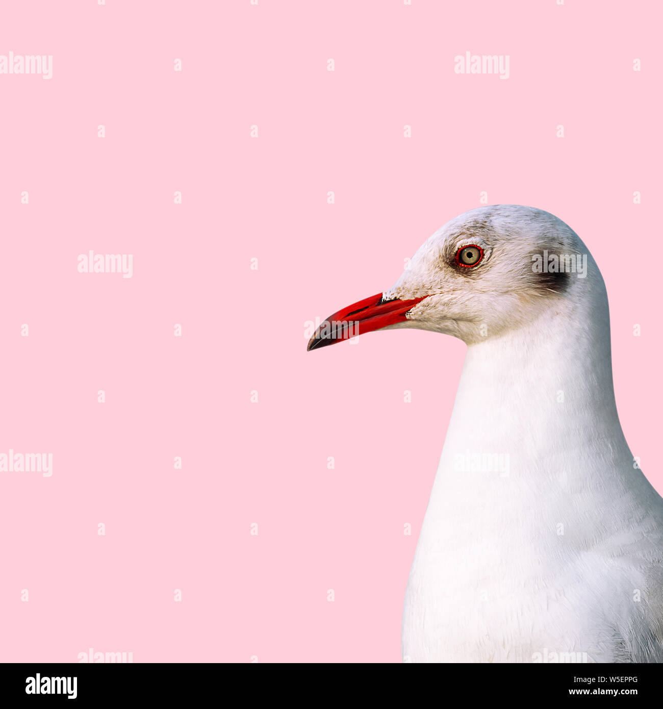 Head gull on pink background, Seagull isolated Stock Photo - Alamy