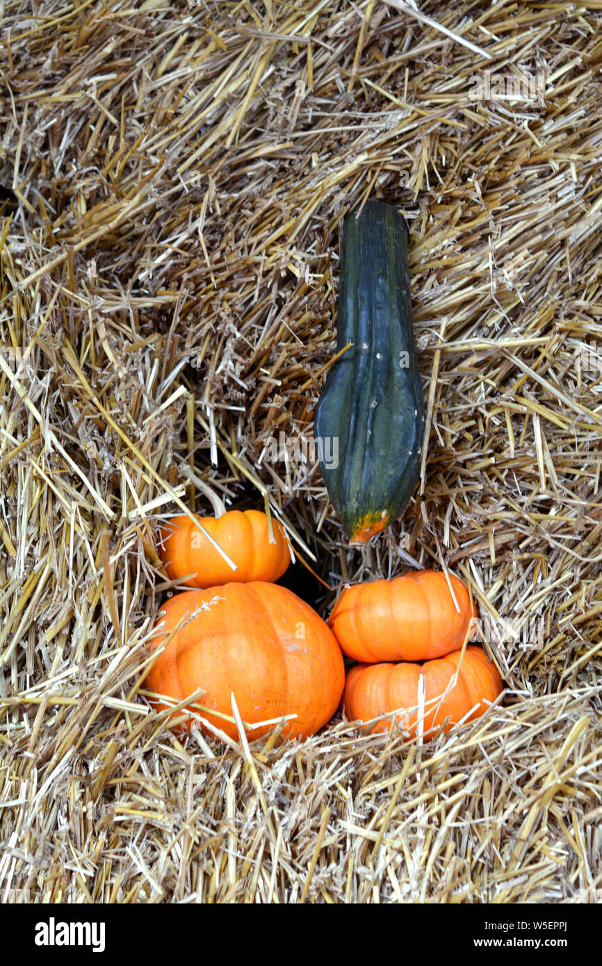 some pumpkin with hay for Fall decoration Stock Photo - Alamy