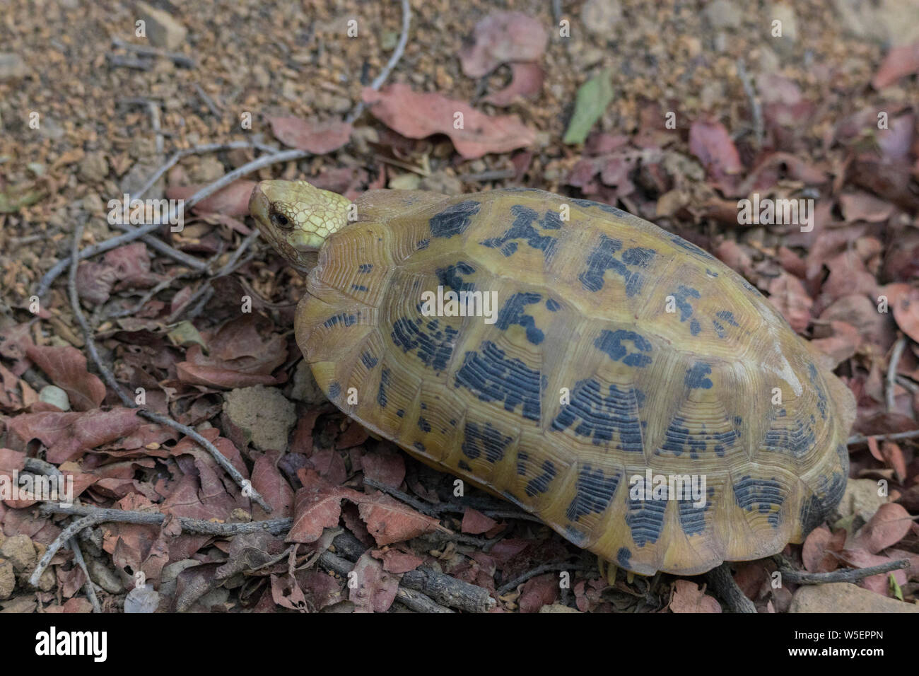 Indotestudo elongata hi-res stock photography and images - Alamy