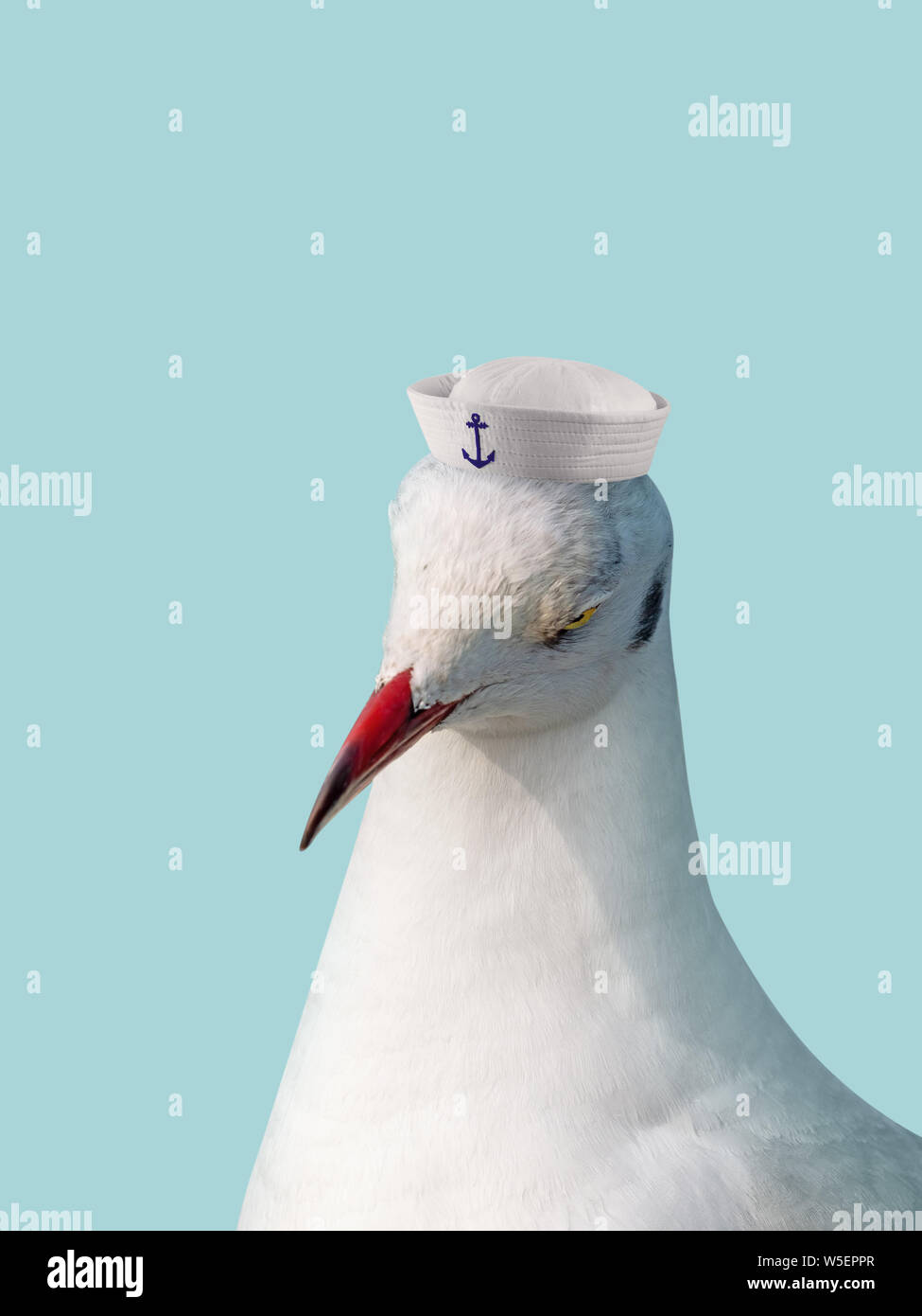 Head gull on blue background, Seagull wearing a sailor hat isolated ...