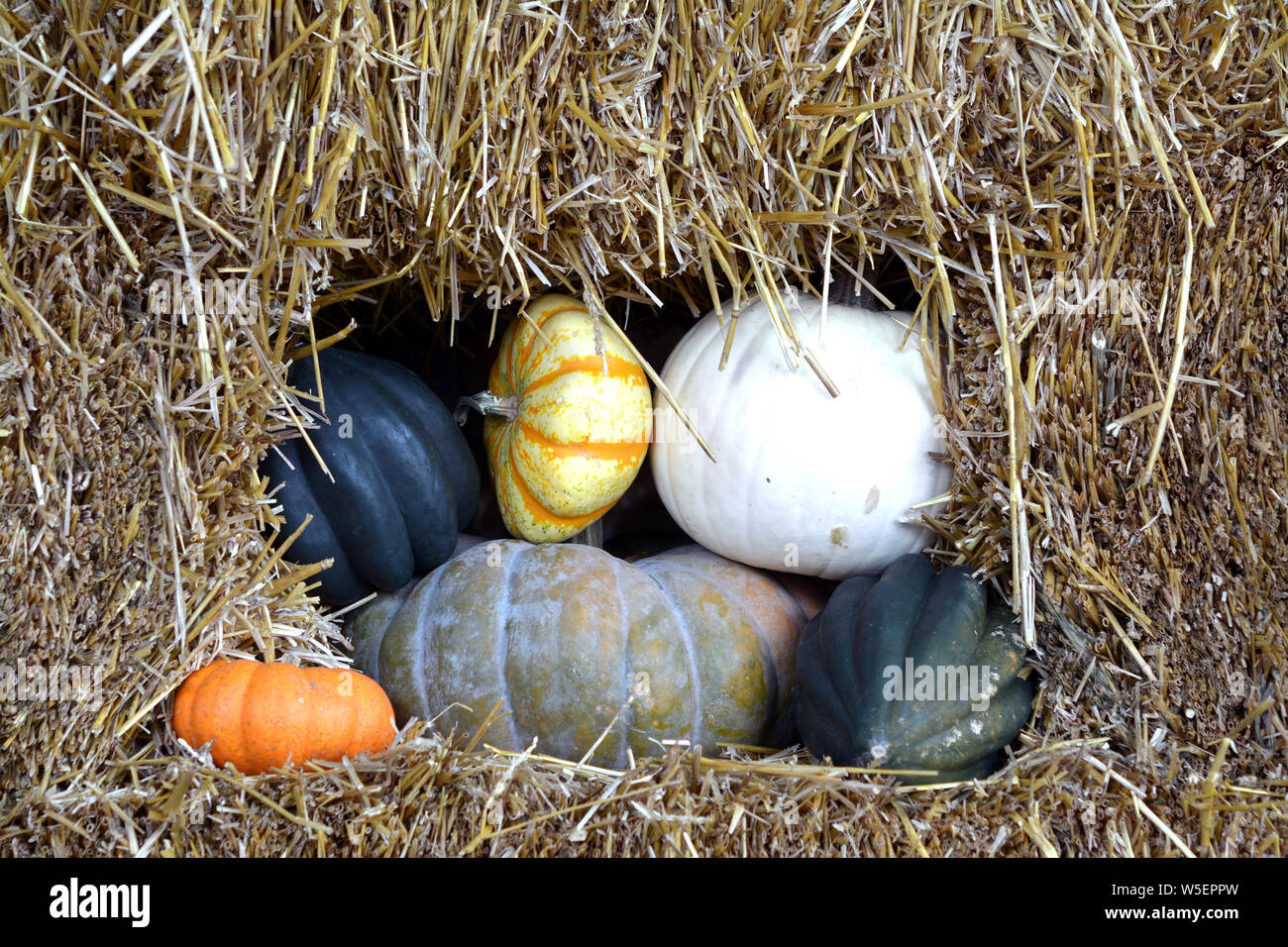 some pumpkin with hay for Fall decoration Stock Photo - Alamy