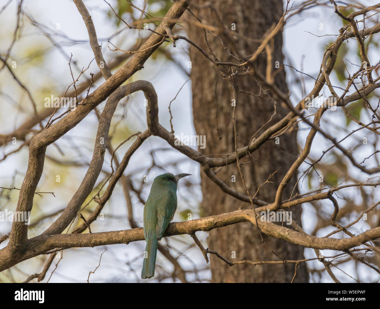 The blue-bearded bee-eater (Nyctyornis athertoni), perching on a tree ...