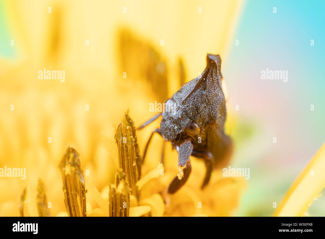 A cute treehopper looking up from the middle of a sunflower Stock Photo ...