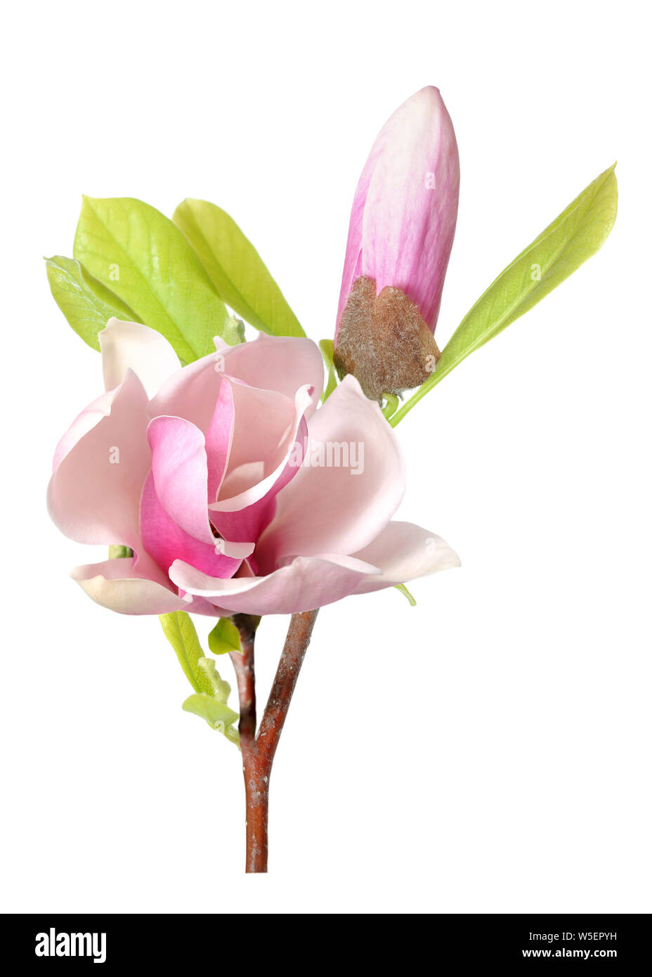 fresh magnolia flowers isolated on white background Stock Photo - Alamy