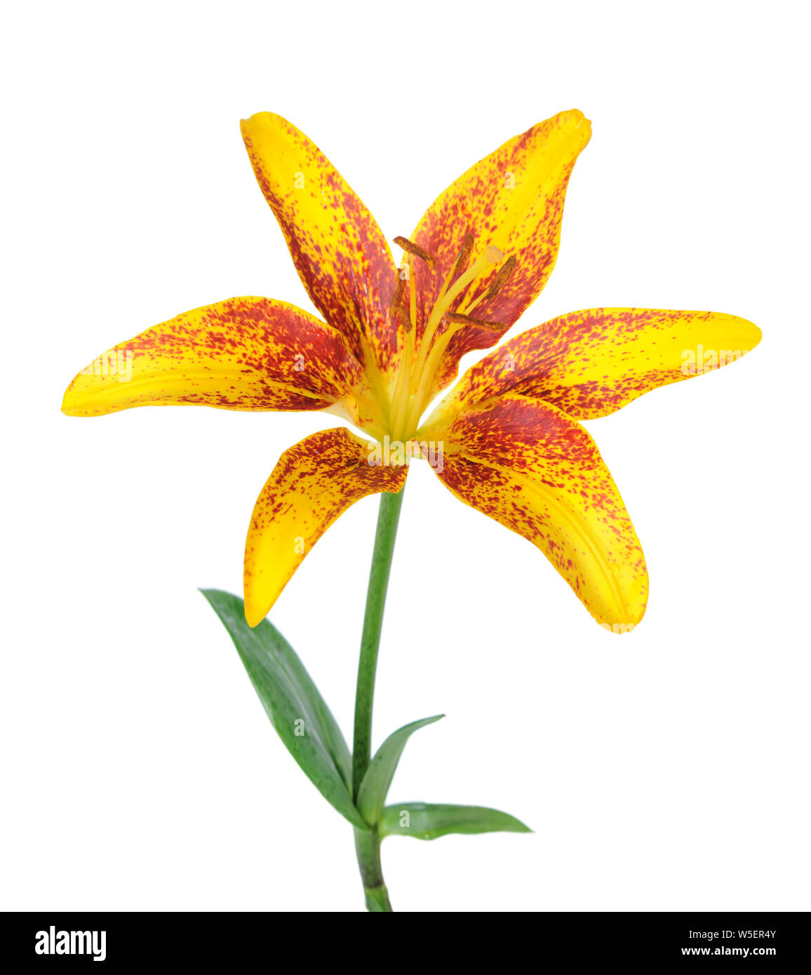 fresh red lily flower isolated on white Stock Photo - Alamy