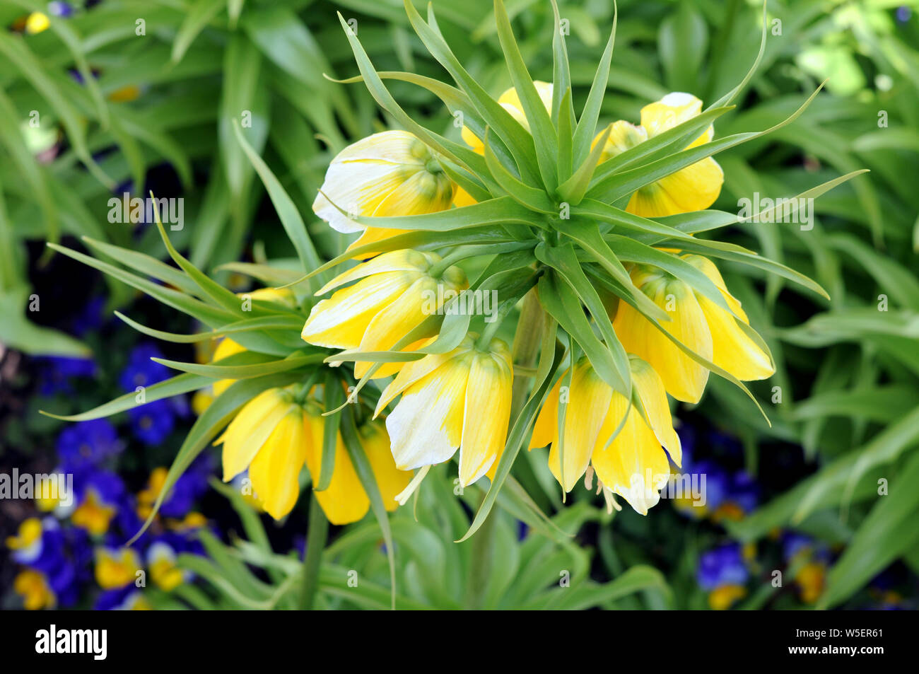 Kaiser crown imperial flower hi-res stock photography and images - Alamy