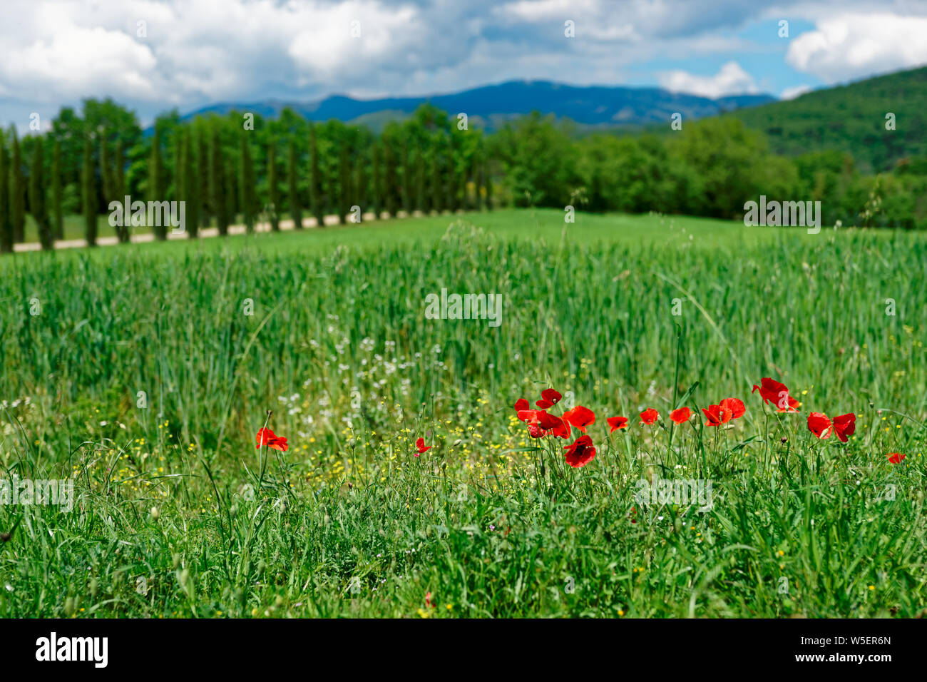 Grass field with poppies in Italy, Toscana Stock Photo - Alamy