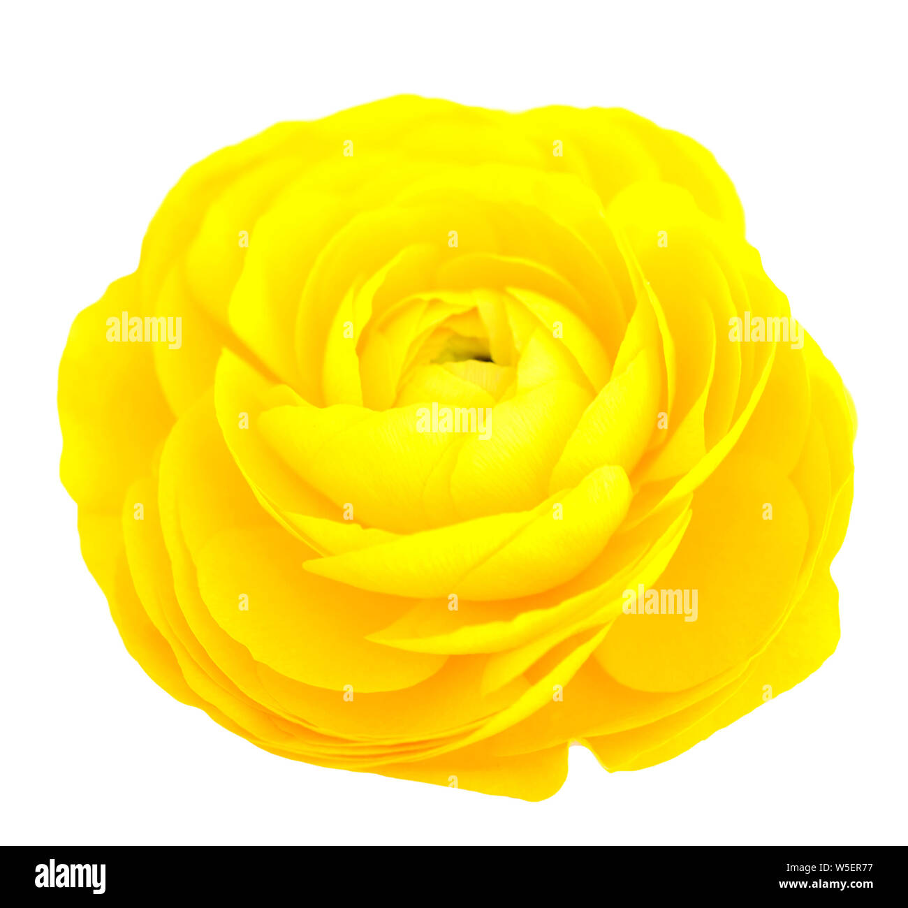 single yellow buttercup isolated on white background Stock Photo - Alamy