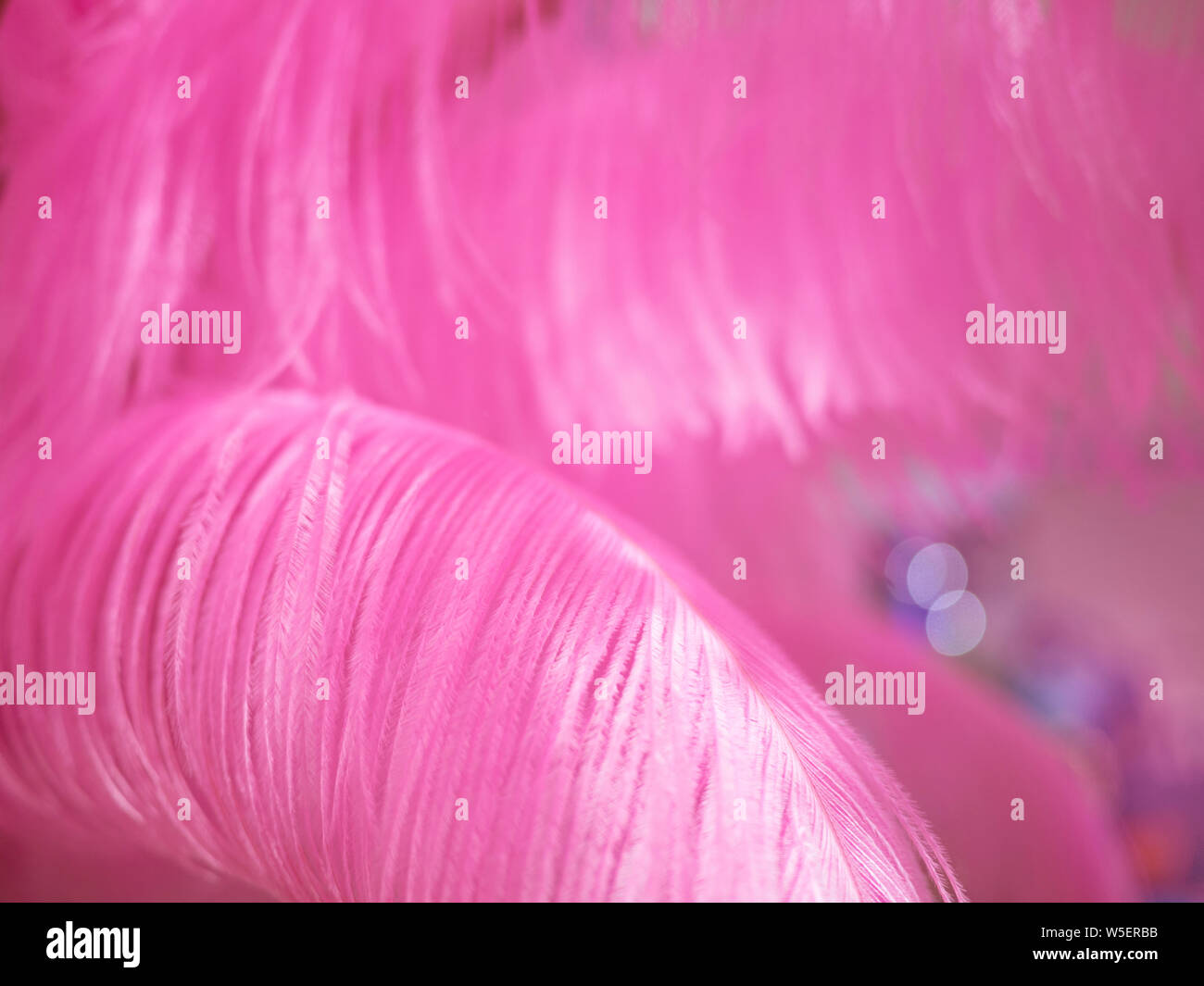 Pink ostrich feather hi-res stock photography and images - Alamy