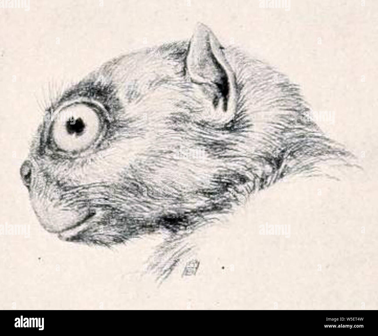 Life restoration of Tetonius homunculus Stock Photo - Alamy