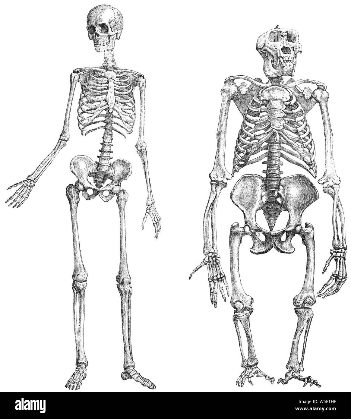 Gorilla Skeleton High Resolution Stock Photography and Images - Alamy